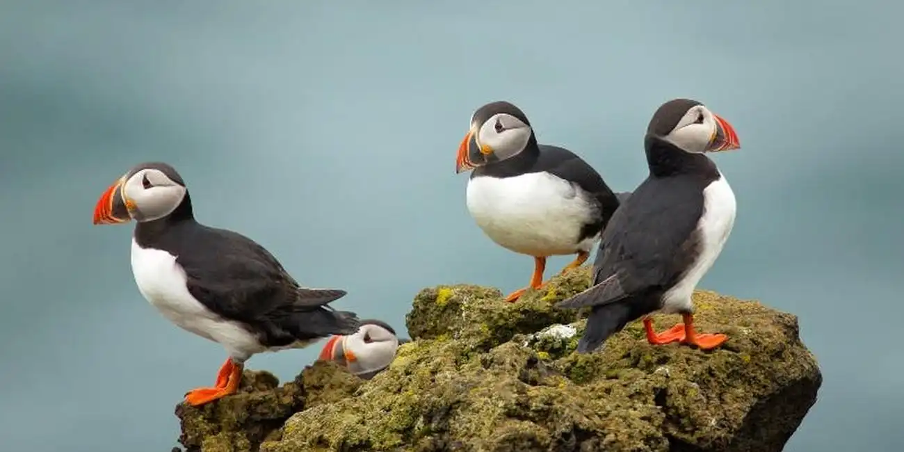 Reikiavik: Puffin Express en lancha rápida RIB | Reykjavik Tickets
